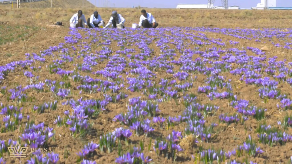 Exploring the Passionate Path of Real Saffron to Your Table - Persa Trading