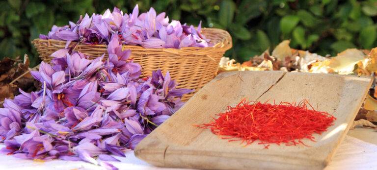 Saffron in Italy: A Journey Through History and Flavor - Persa Trading