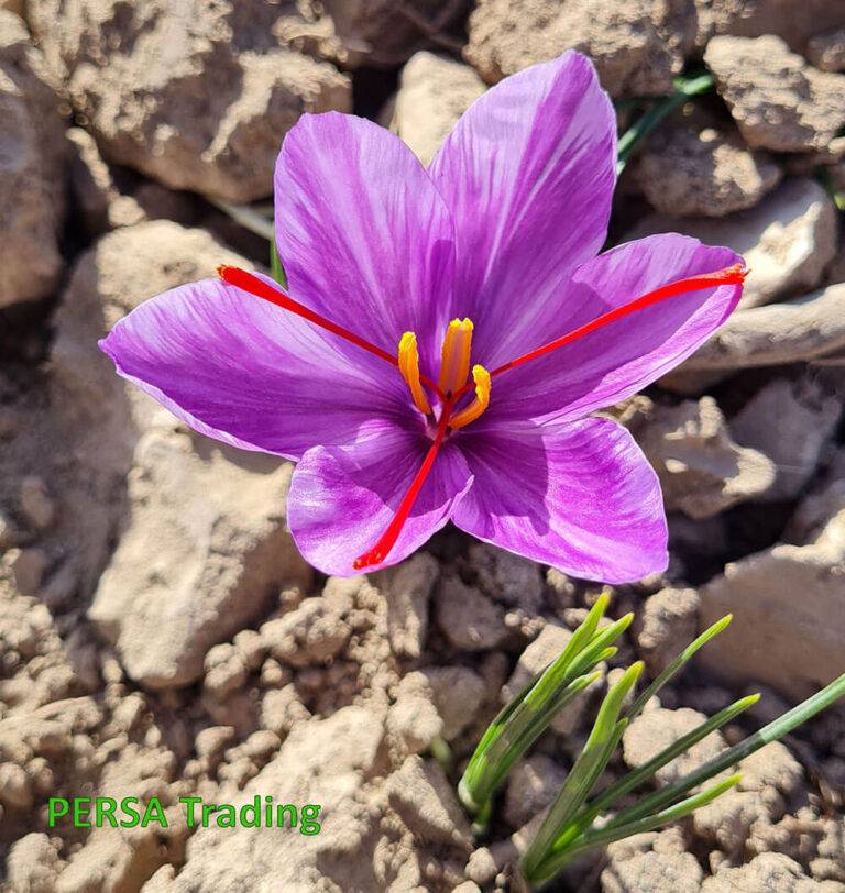 Top 10 Best Saffron brands in The World - Persa Trading