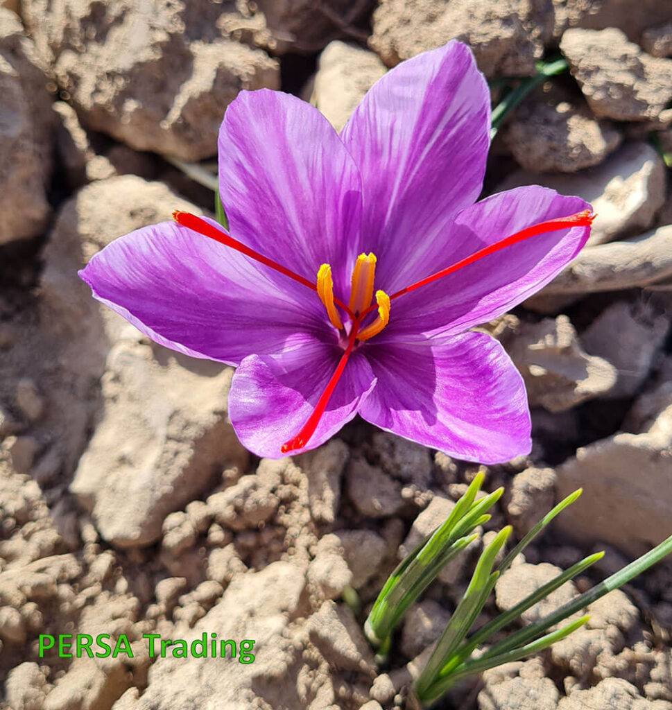 Top 10 Best Saffron brands in The World - Persa Trading