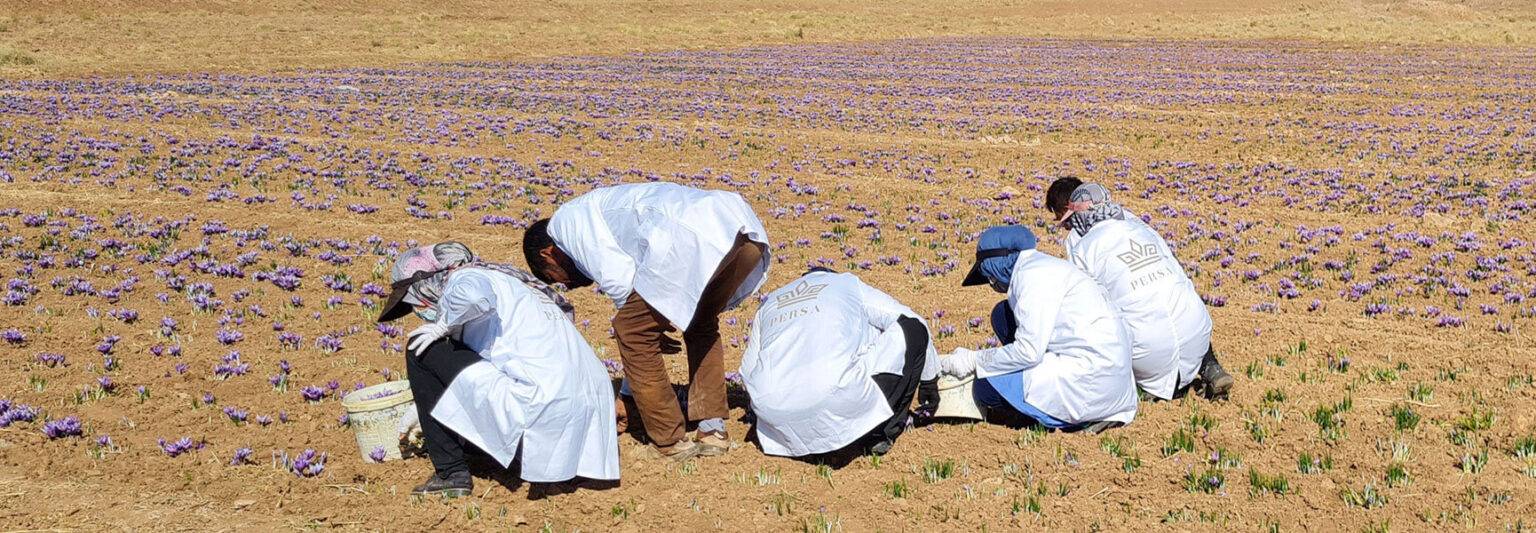 Top 10 Best Saffron brands in The World - Persa Trading