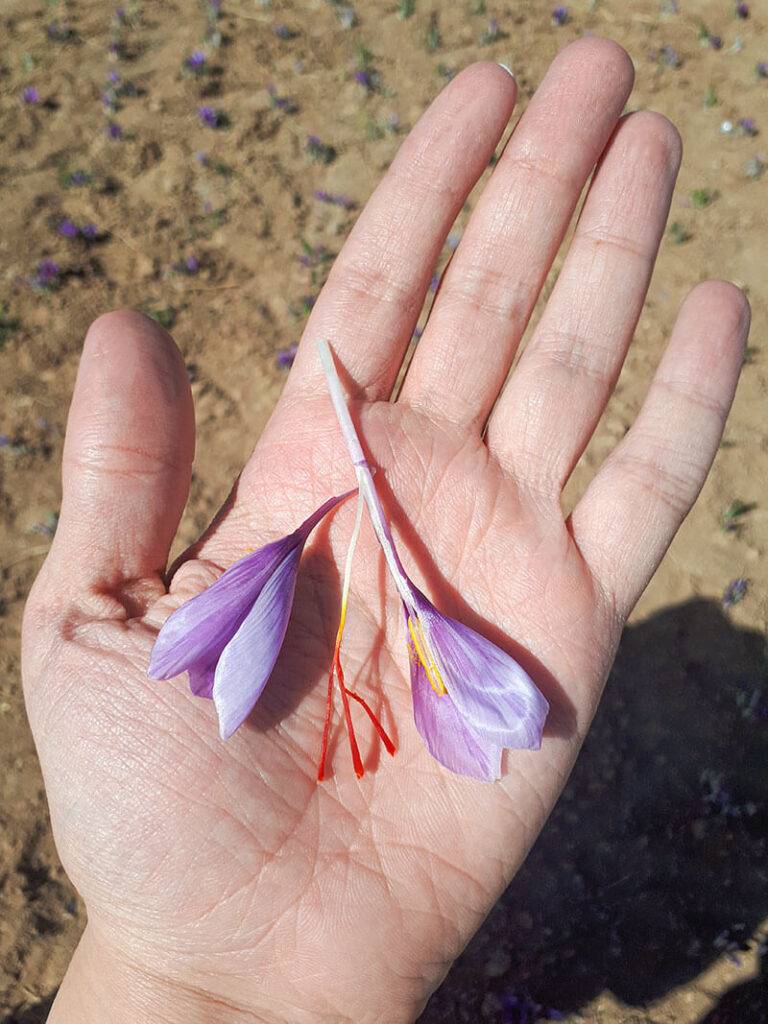 Importing Dates to India: A Step-by-Step Guide - Persa Trading